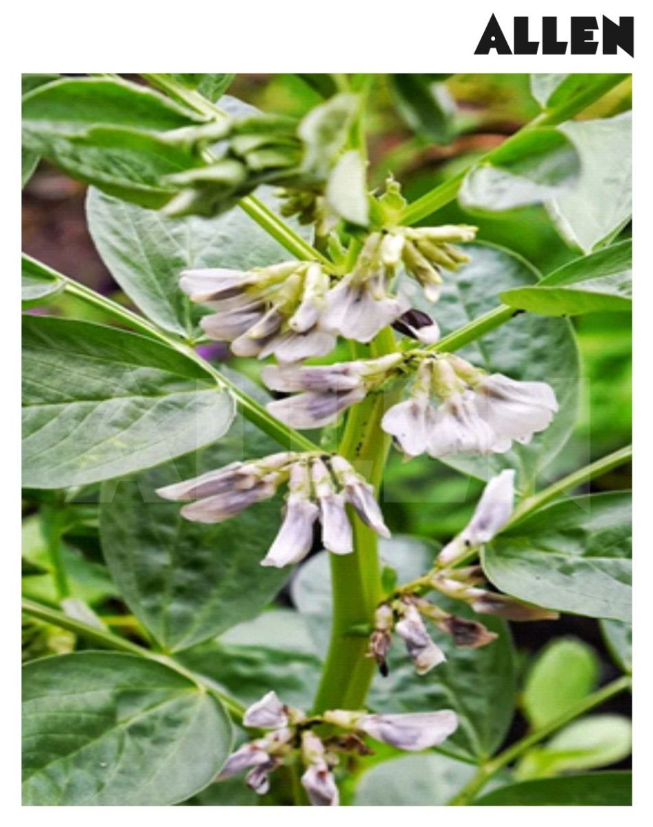 Floral Formula of Fabaceae (The Pea family)