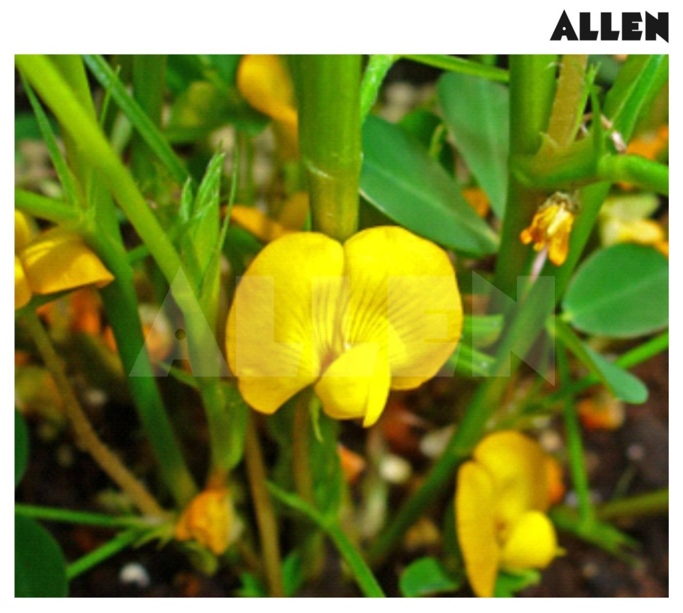 Floral Formula of Fabaceae (The Pea family)