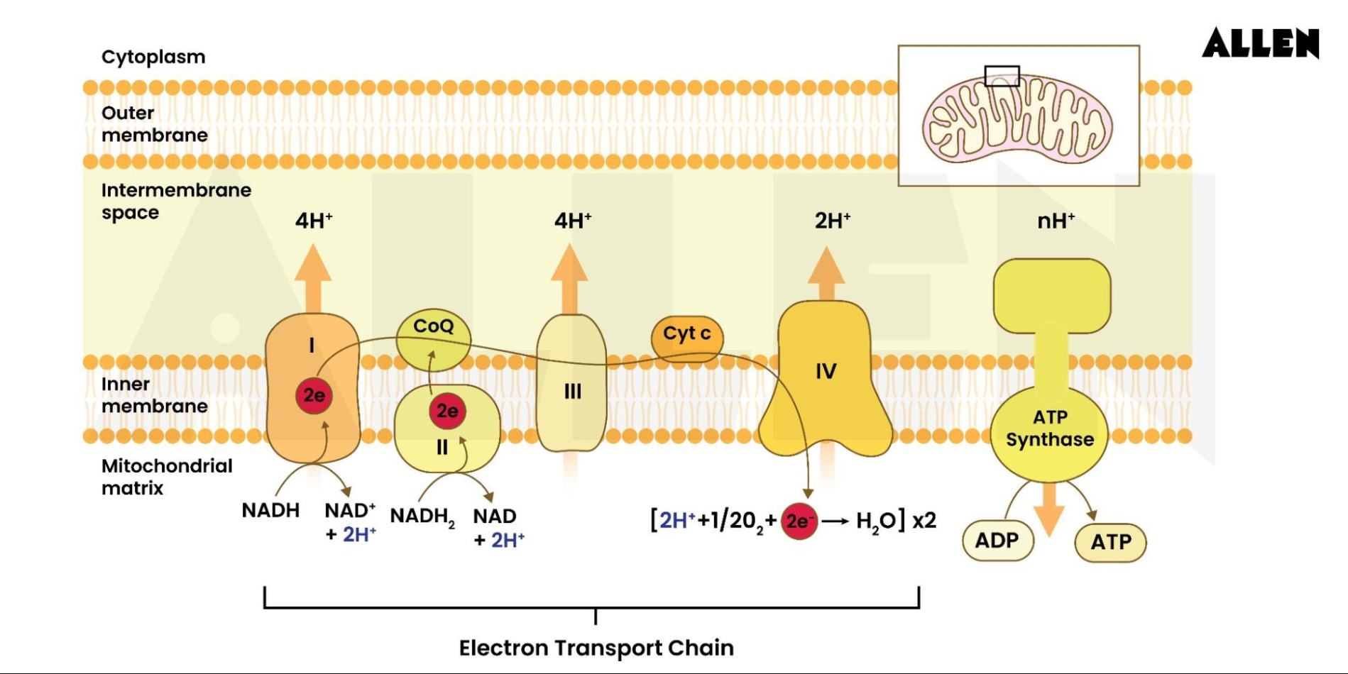 Electron Transport System and Oxidative Phosphorylation