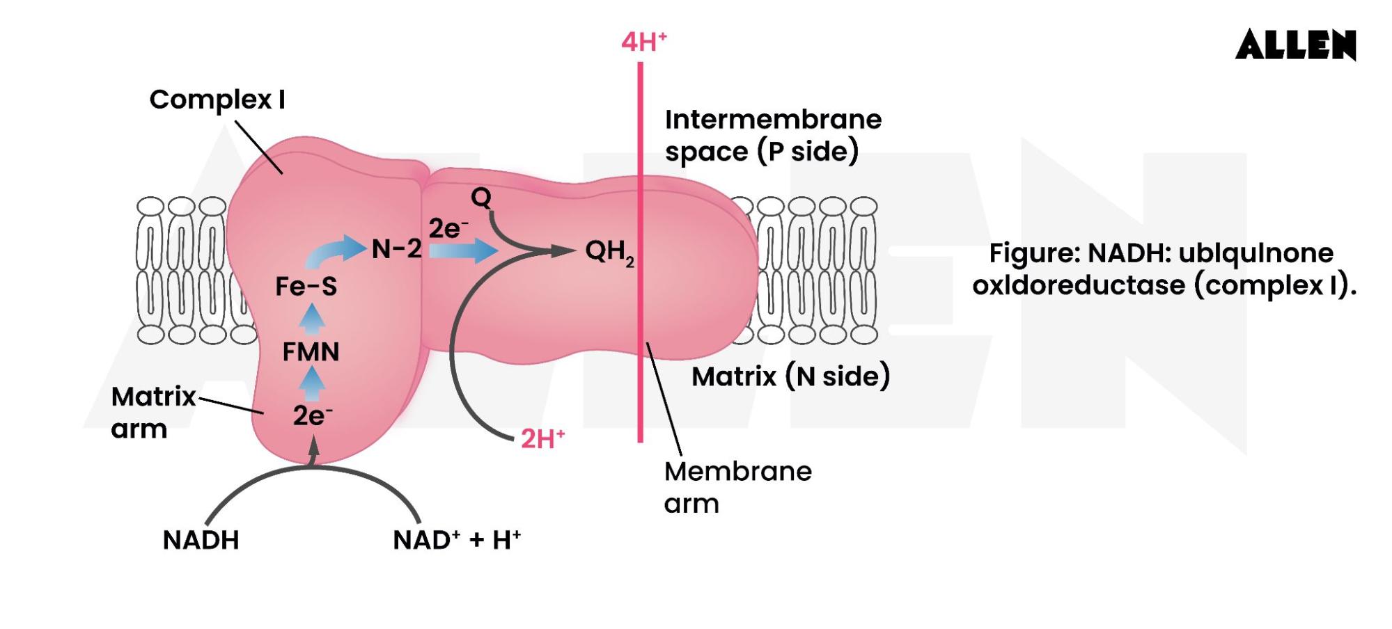 Electron Transport System and Oxidative Phosphorylation