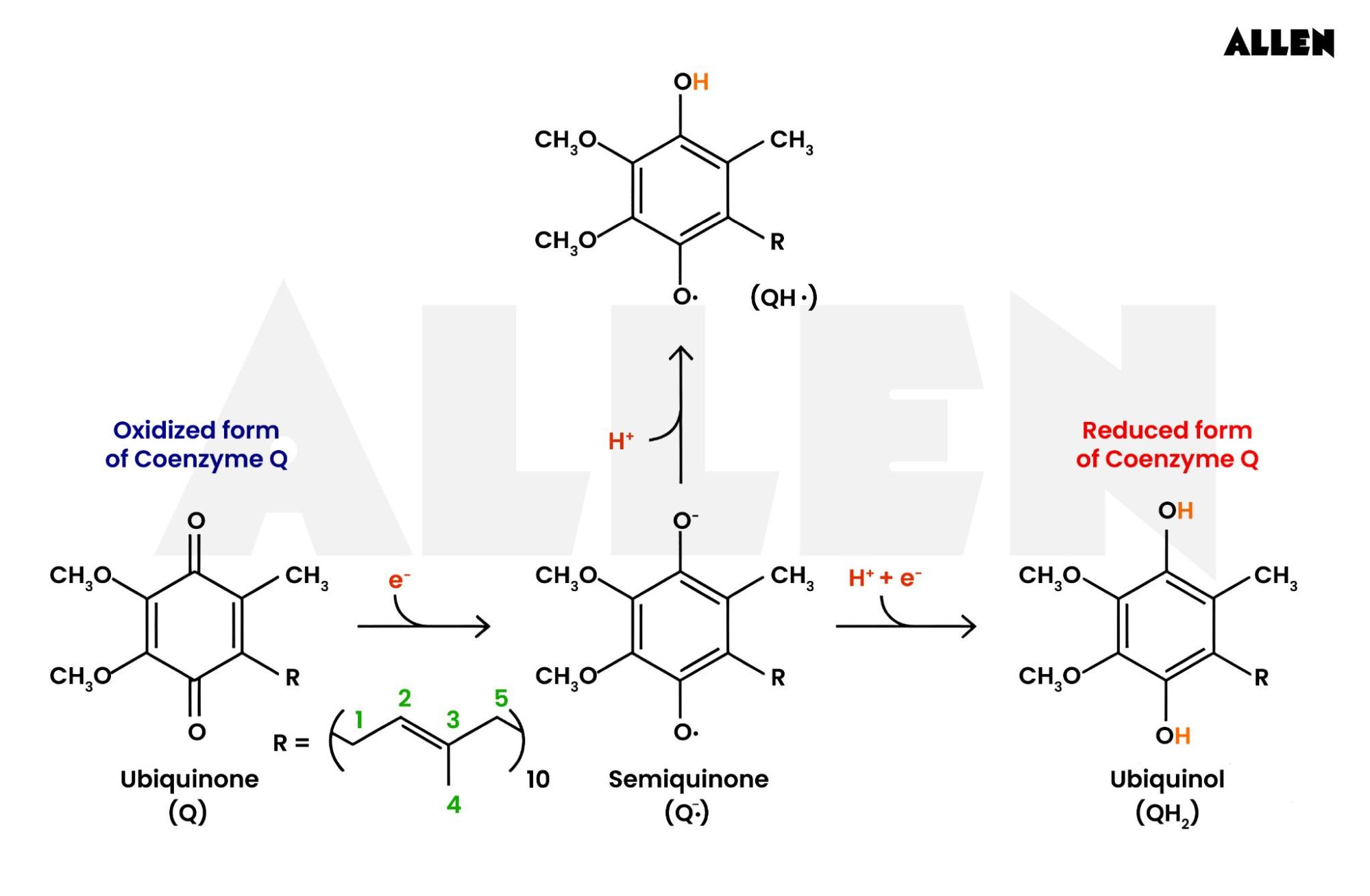 Electron Transport System and Oxidative Phosphorylation