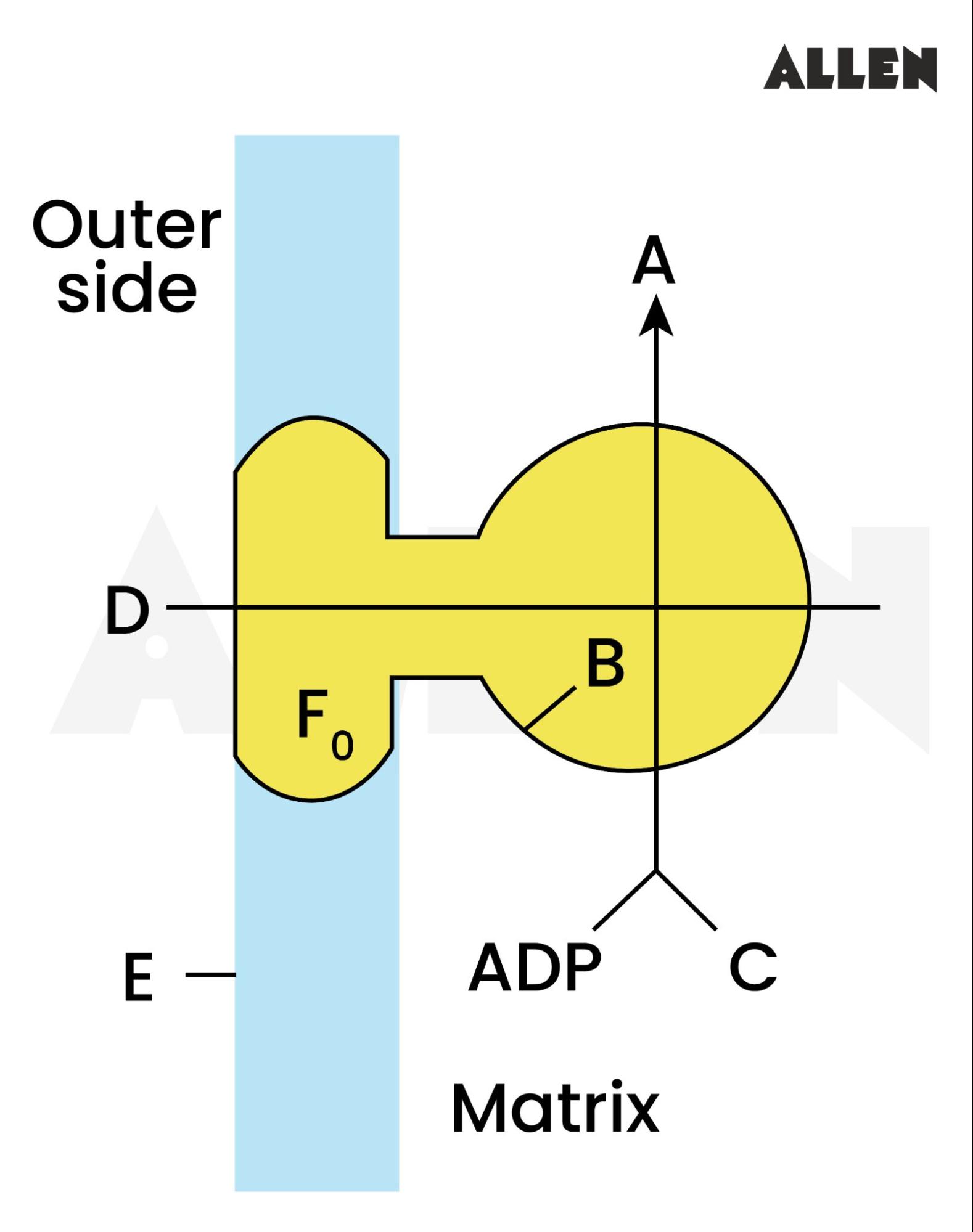 Electron Transport System and Oxidative Phosphorylation