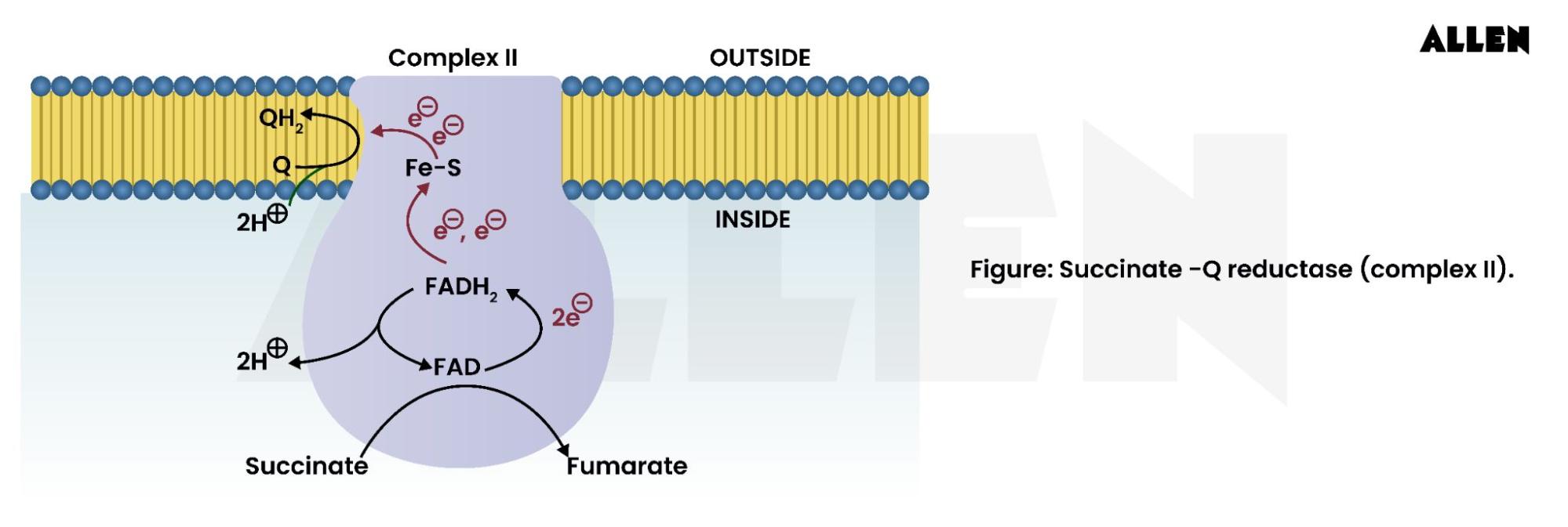 Electron Transport System and Oxidative Phosphorylation