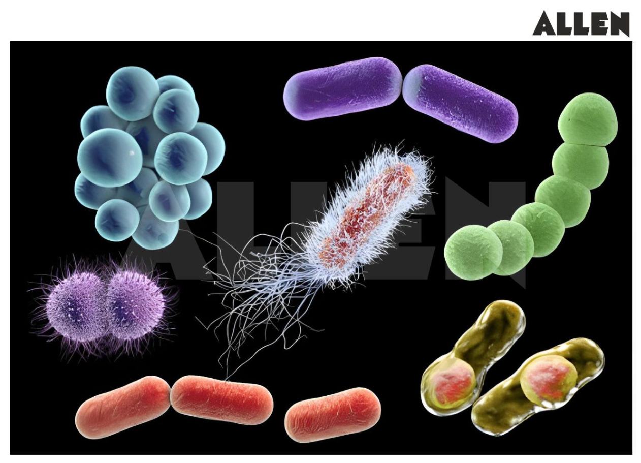 Five Kingdom Classification: Basis, Merits and Demerits and Characteristics