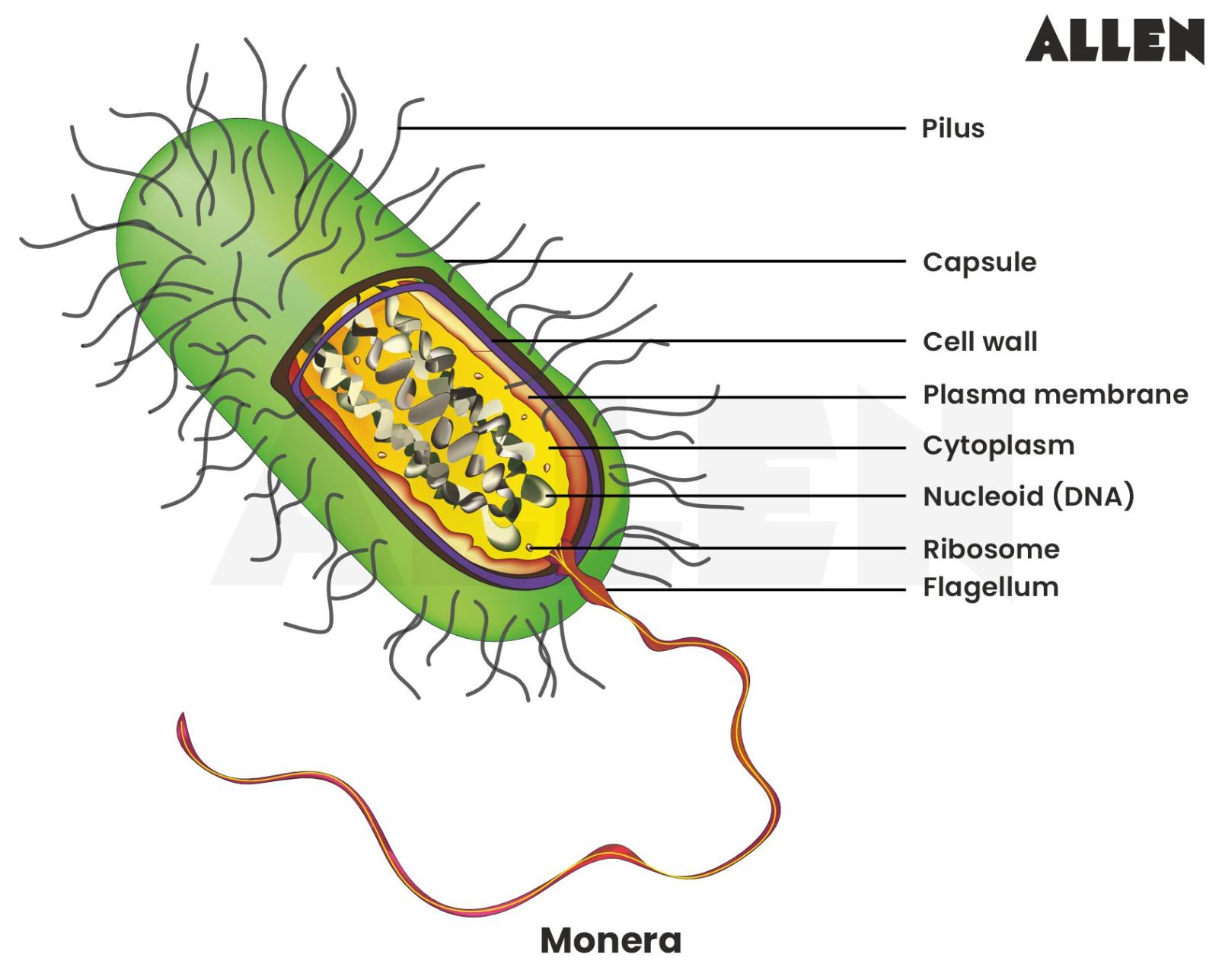 Five Kingdom Classification: Basis, Merits and Demerits and Characteristics