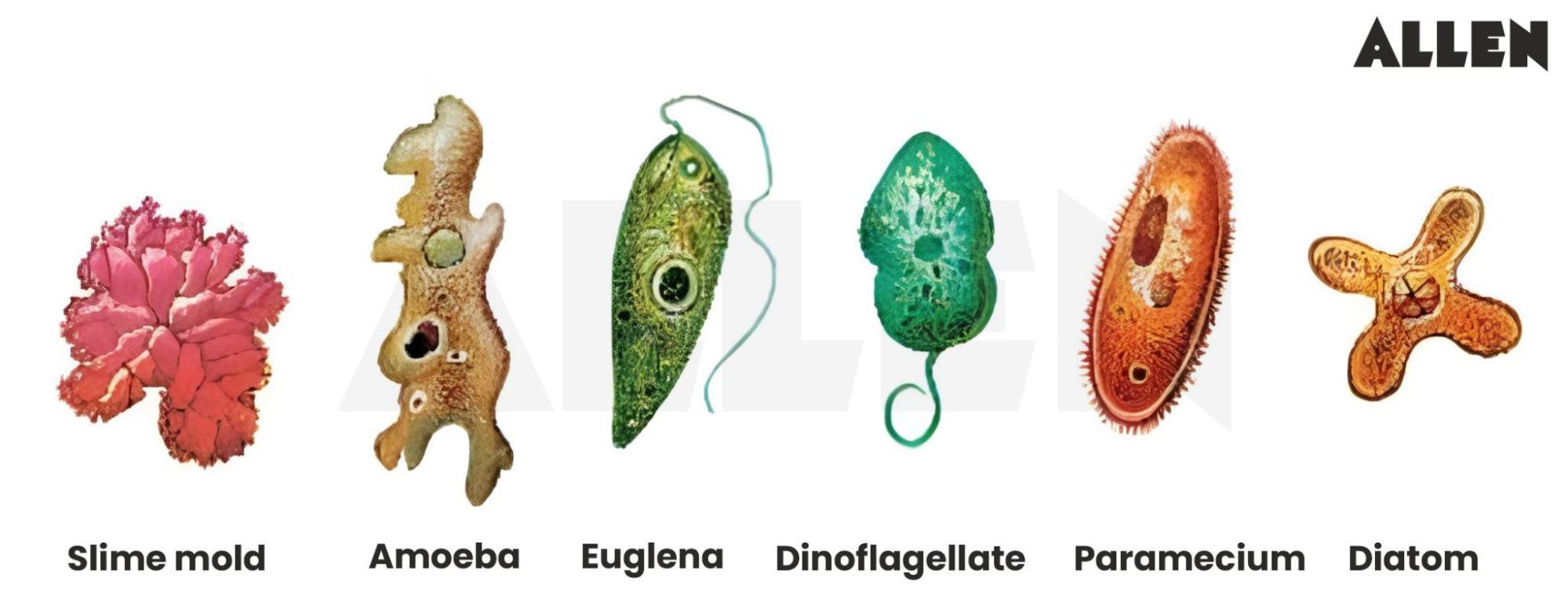 Five Kingdom Classification: Basis, Merits and Demerits and Characteristics