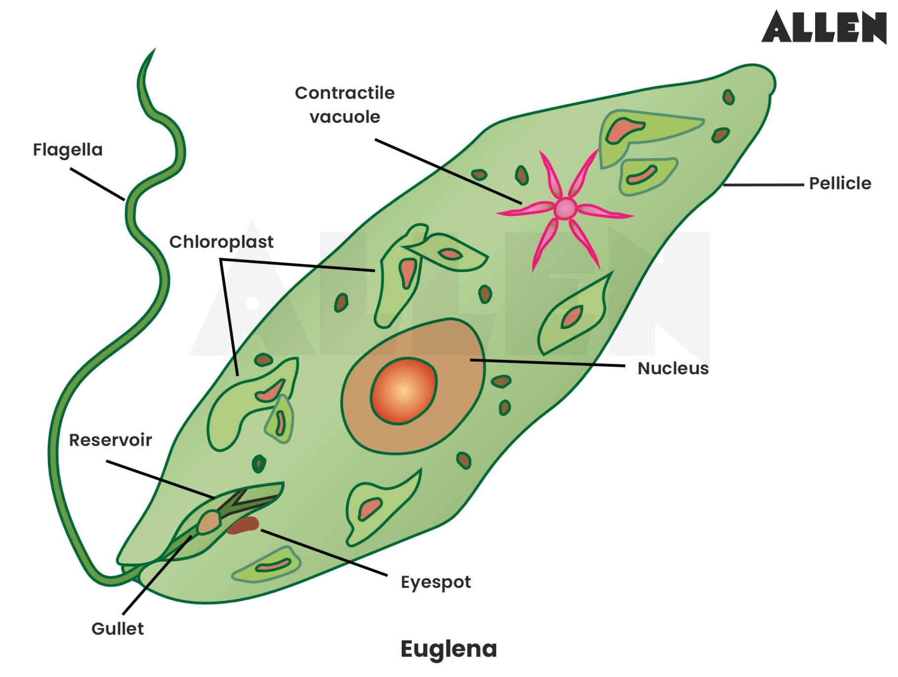 Five Kingdom Classification: Basis, Merits and Demerits and Characteristics