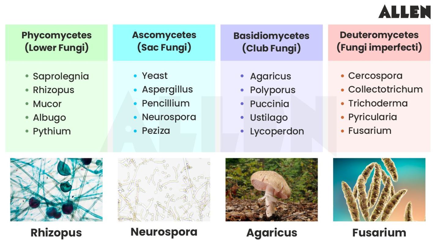 Five Kingdom Classification: Basis, Merits and Demerits and Characteristics