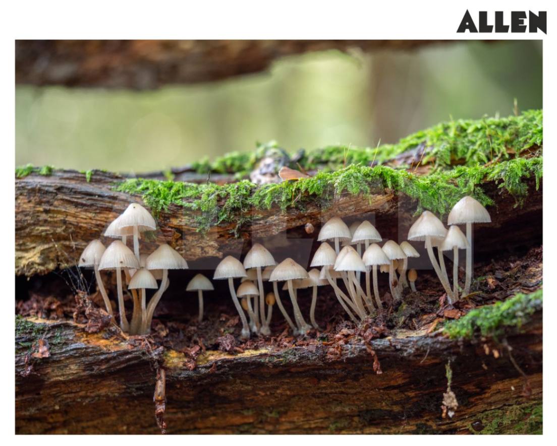 Five Kingdom Classification: Basis, Merits and Demerits and Characteristics