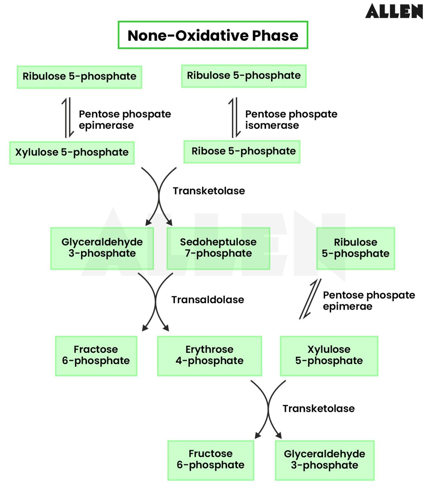 Hexose Monophosphate Pathway: Phases, Significance and FAQs