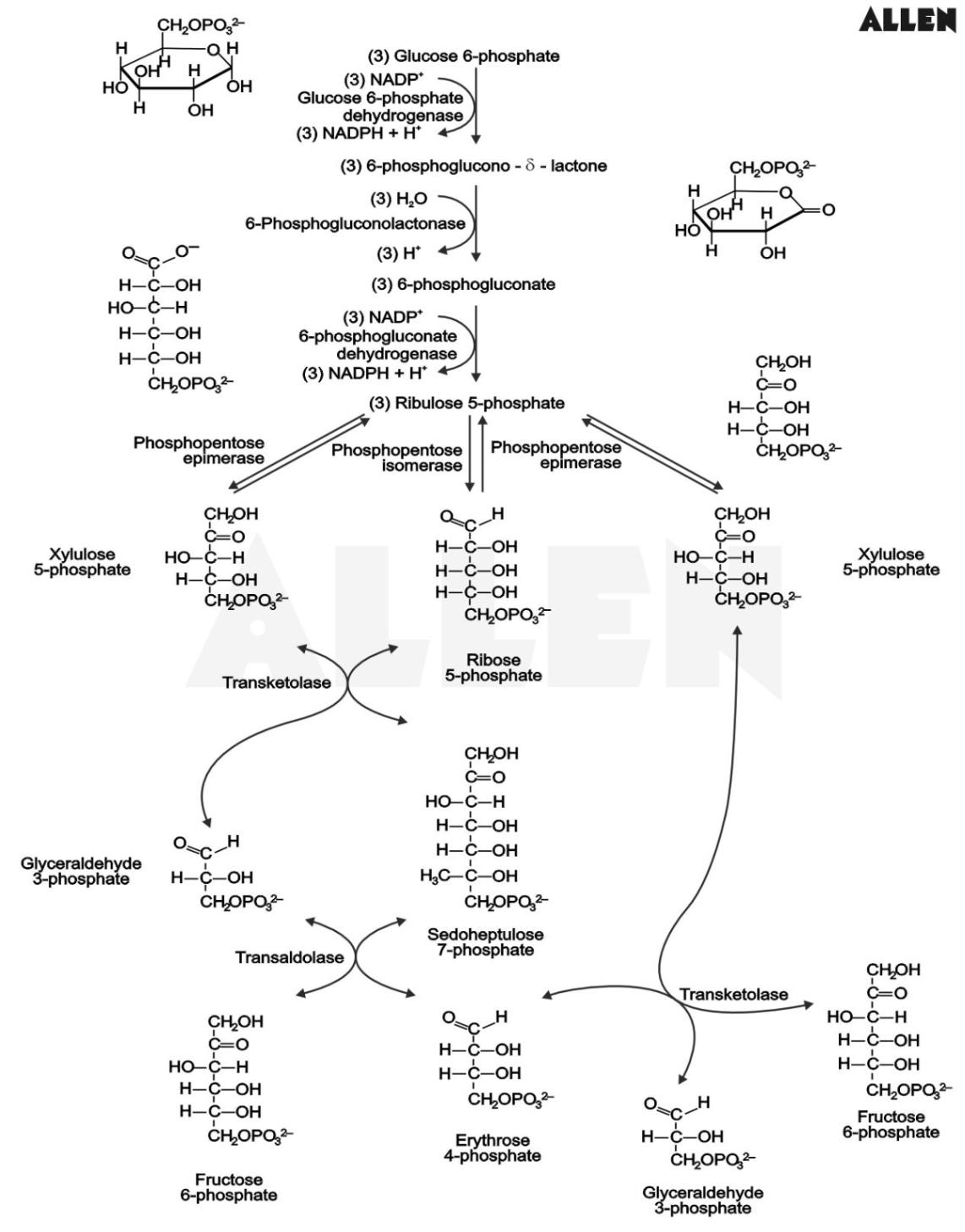 Shunt Hmp Nao Oxidativo Hexose Monophosphate Shunt (Pentose Phosphate