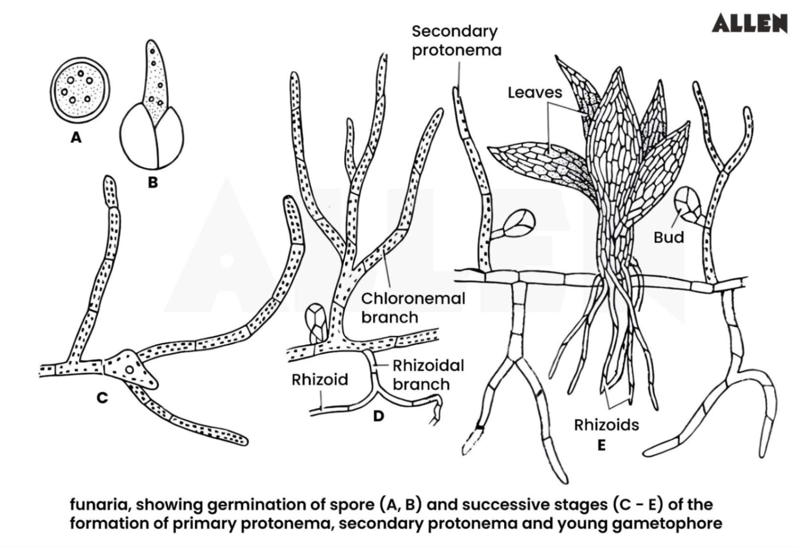 Funaria: Characteristics, Reproduction and Life cycle
