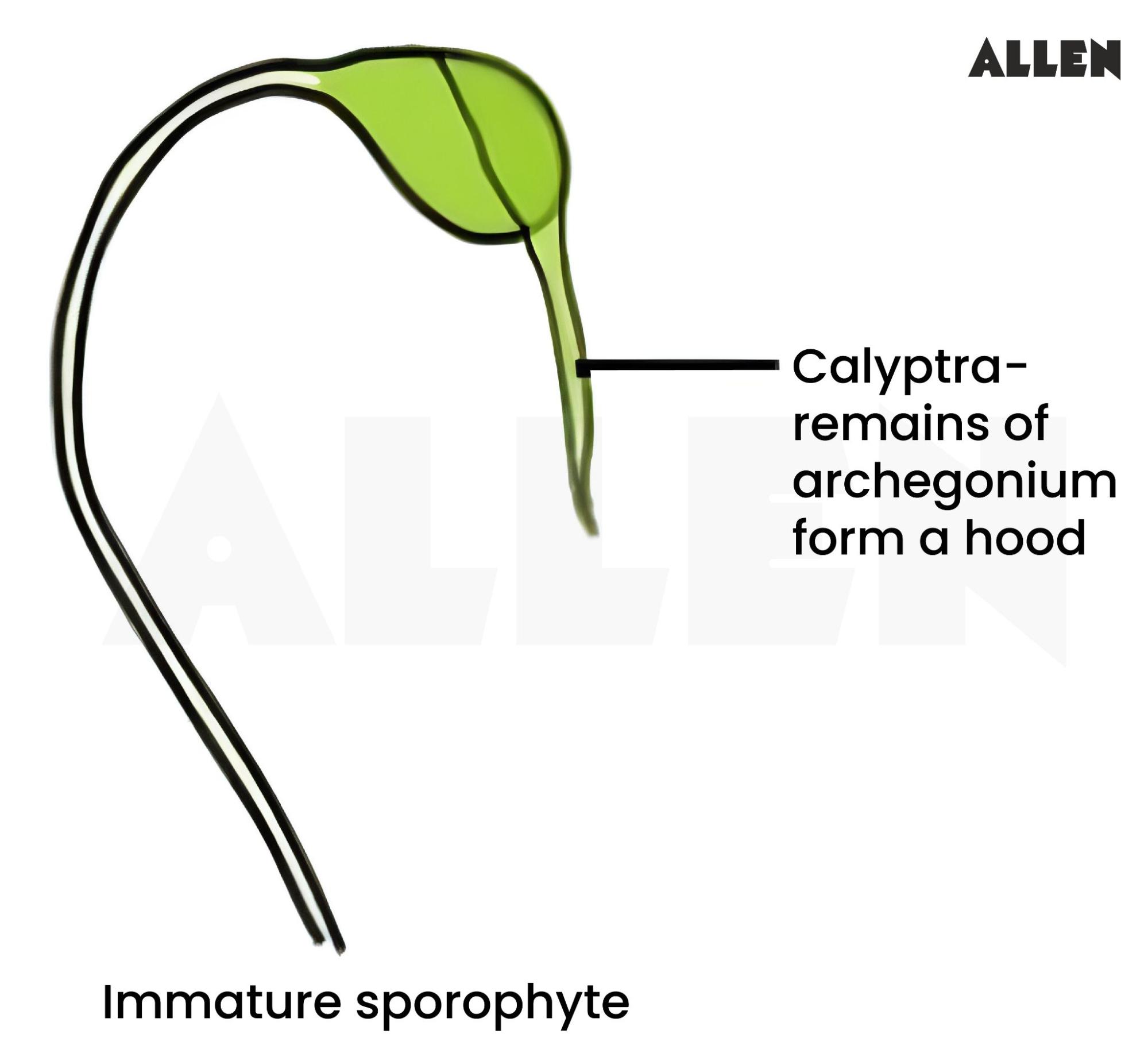 Funaria: Characteristics, Reproduction and Life cycle