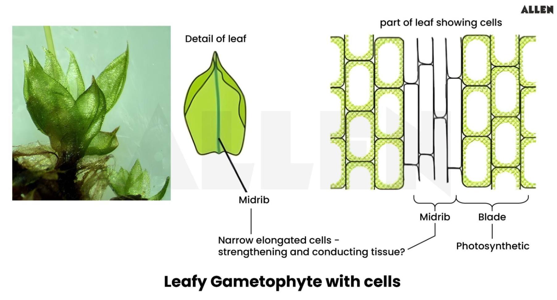 Funaria: Characteristics, Reproduction and Life cycle