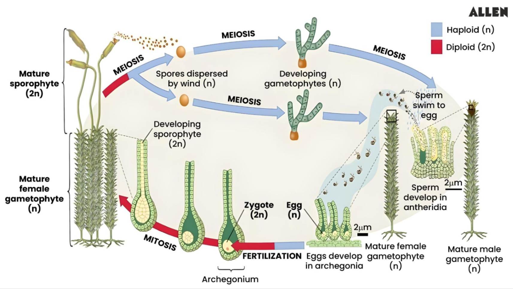 Funaria: Characteristics, Reproduction and Life cycle