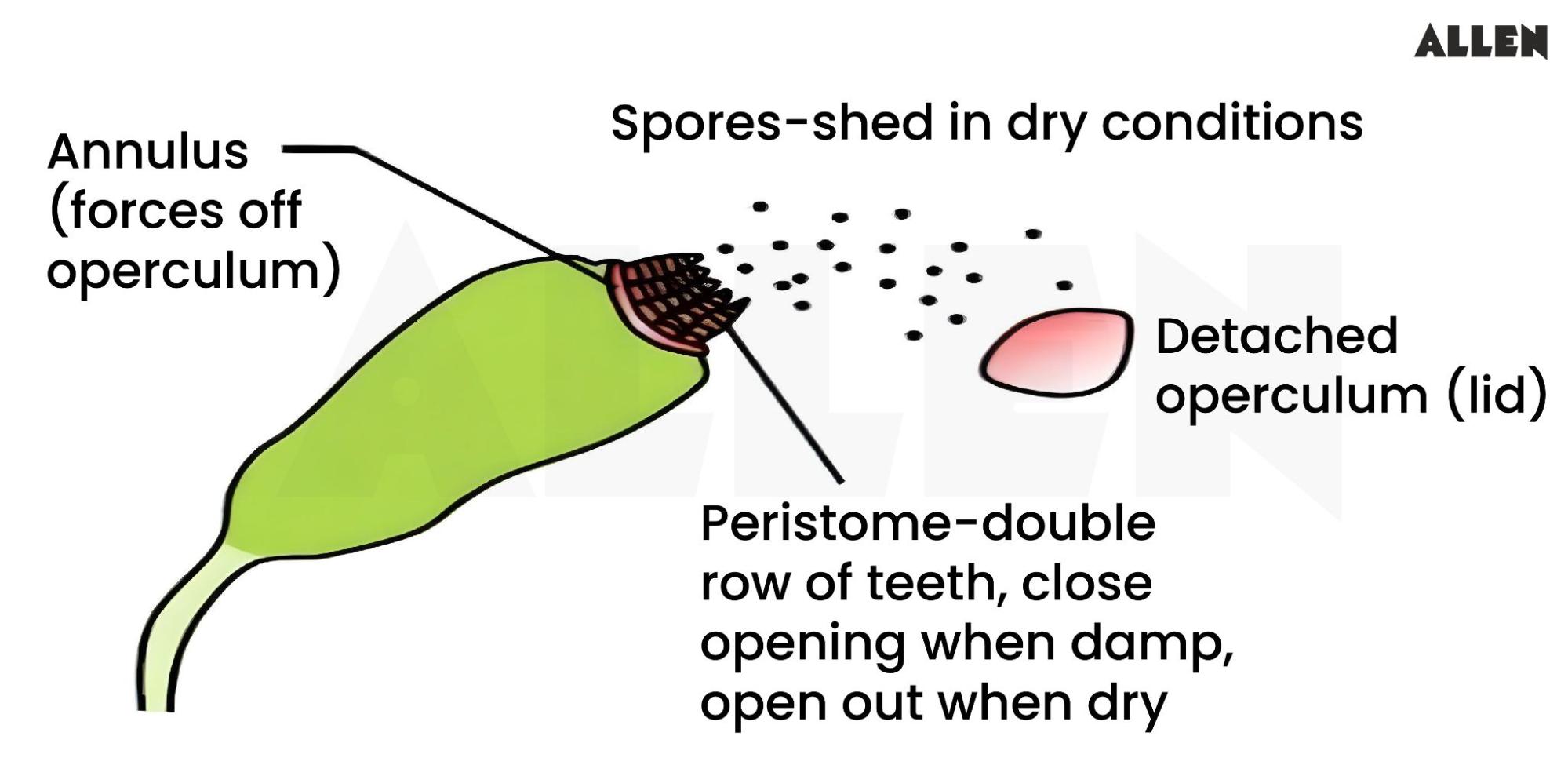 Funaria: Characteristics, Reproduction and Life cycle