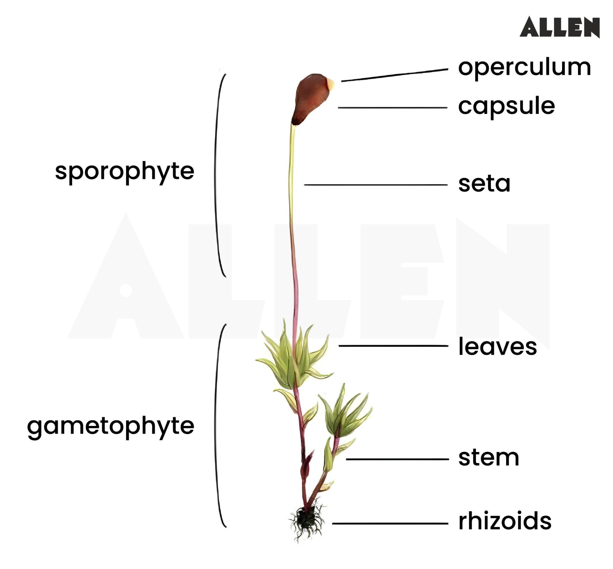 Funaria: Characteristics, Reproduction and Life cycle