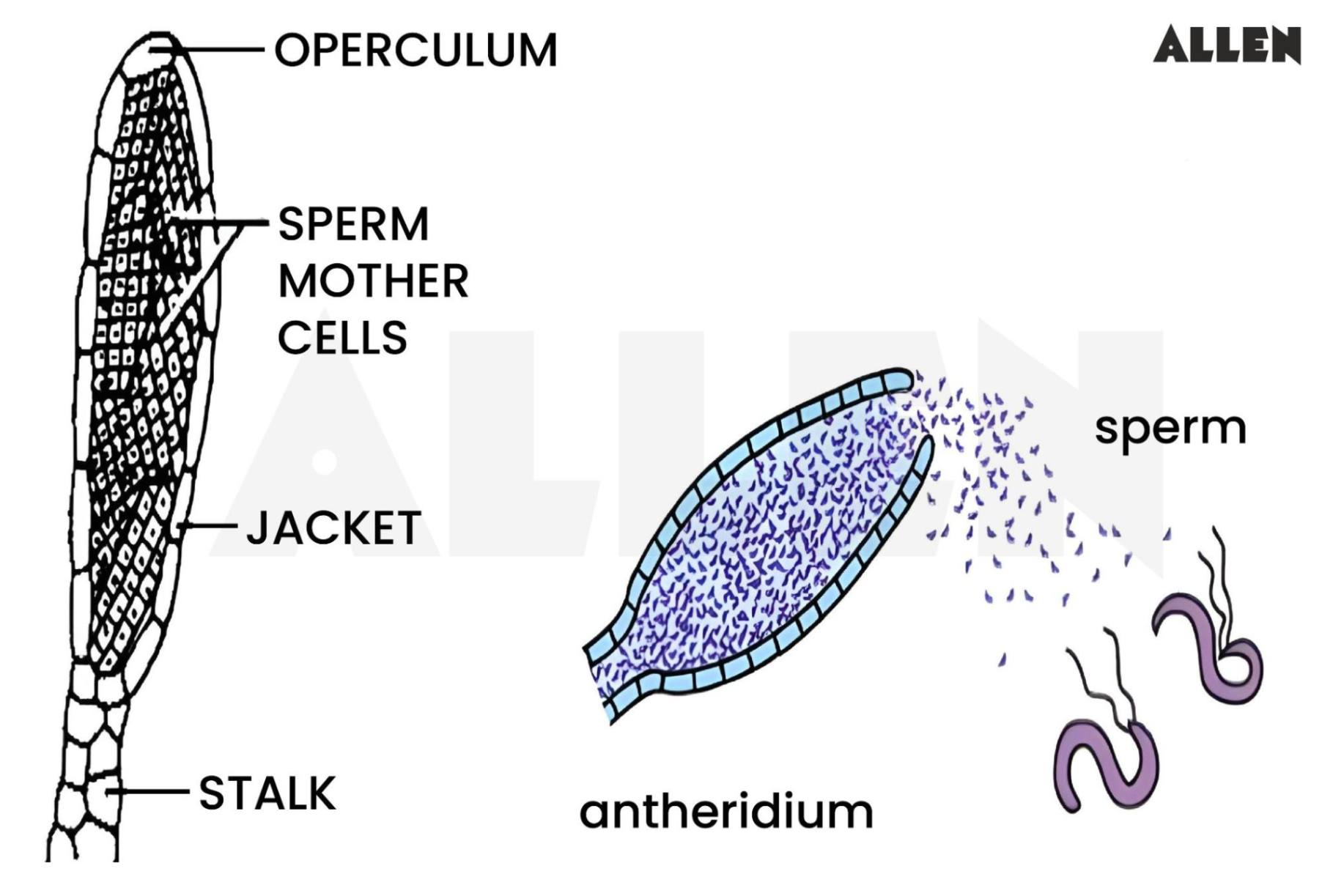 Funaria: Characteristics, Reproduction and Life cycle