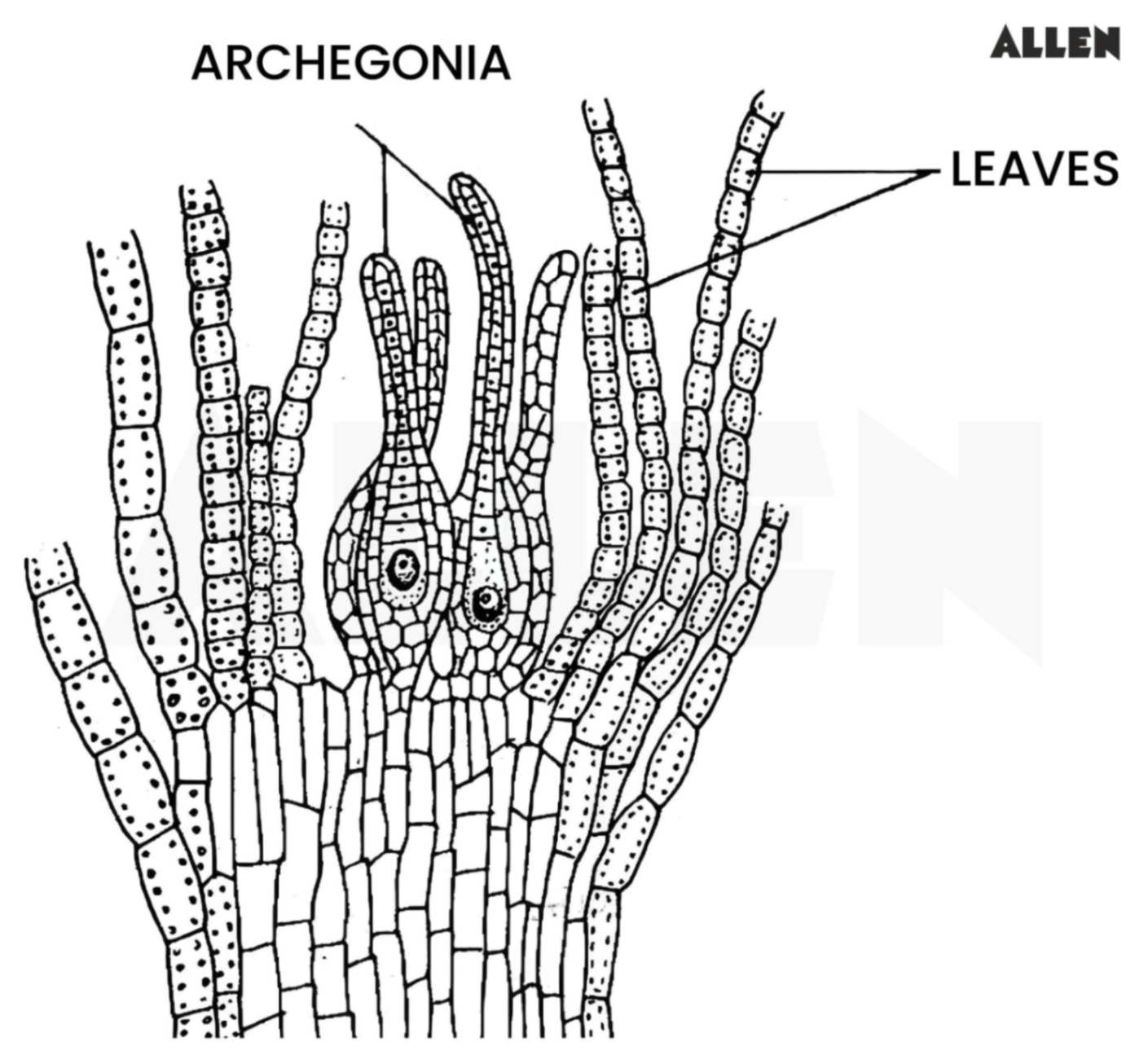 Funaria: Characteristics, Reproduction and Life cycle