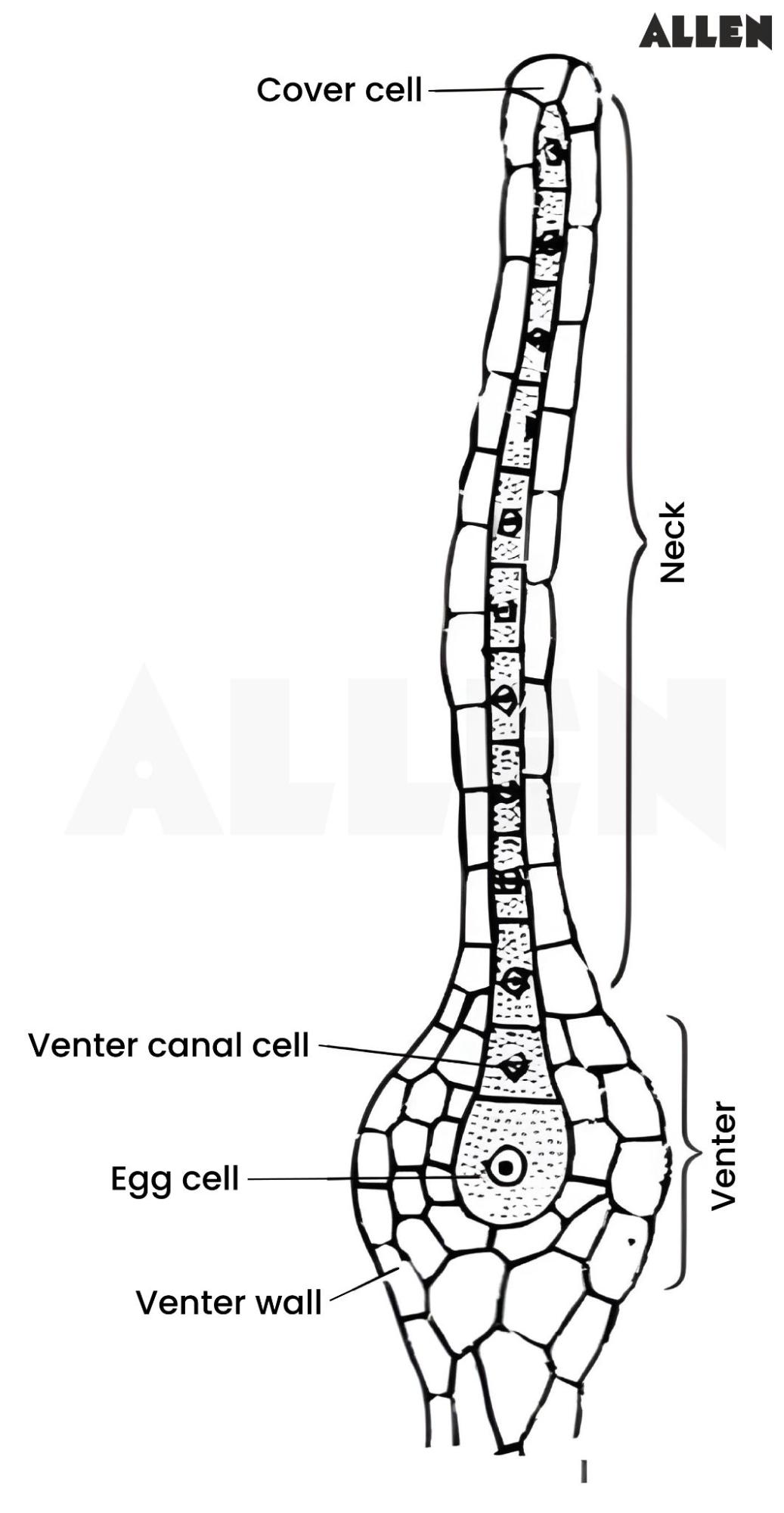 Funaria: Characteristics, Reproduction and Life cycle