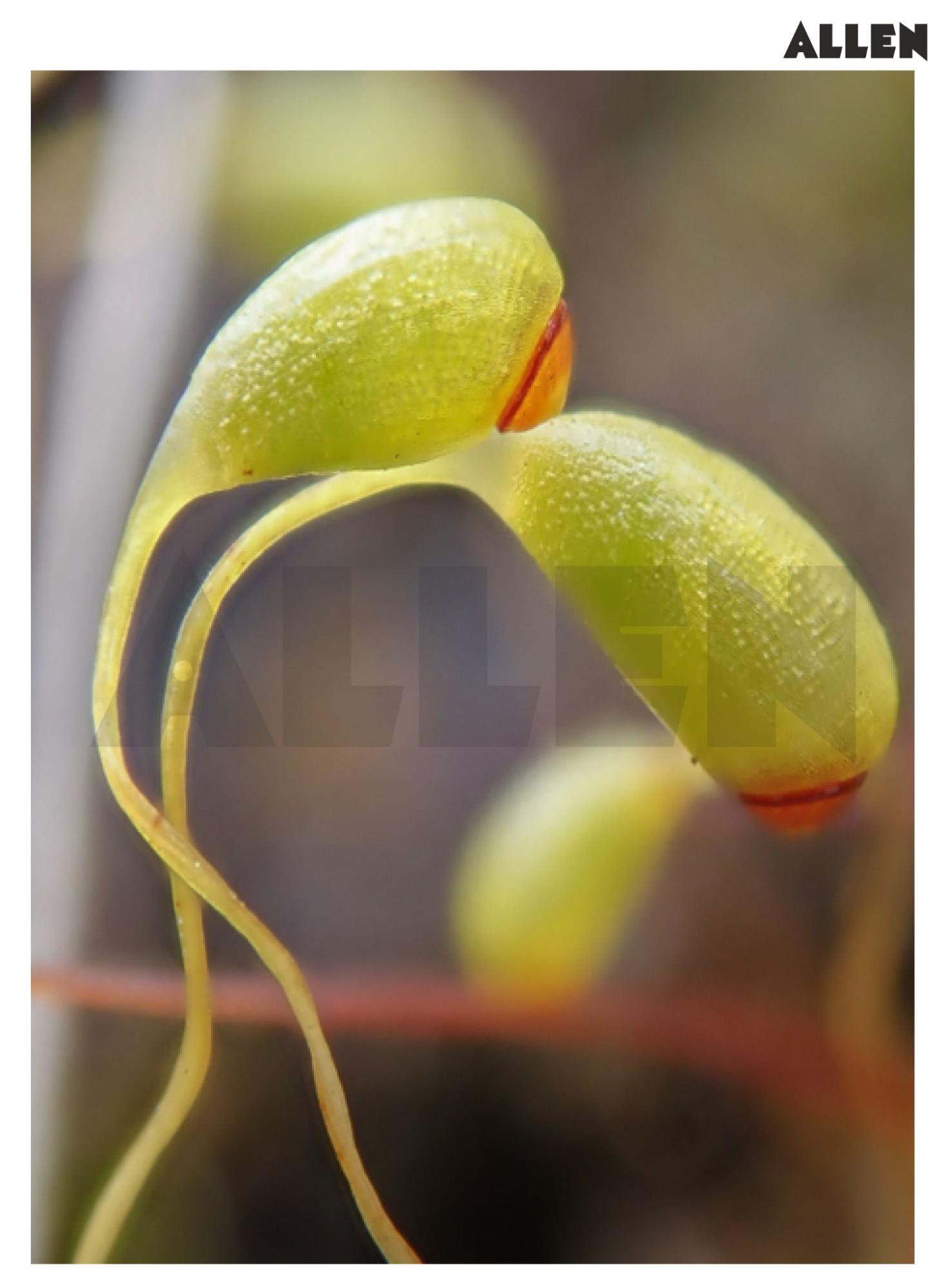 Funaria: Characteristics, Reproduction and Life cycle