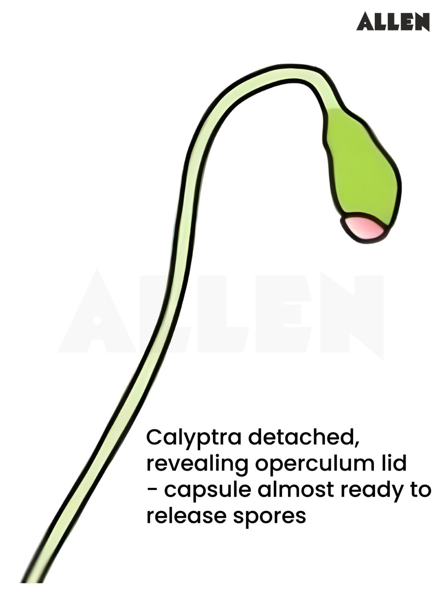 Funaria: Characteristics, Reproduction and Life cycle