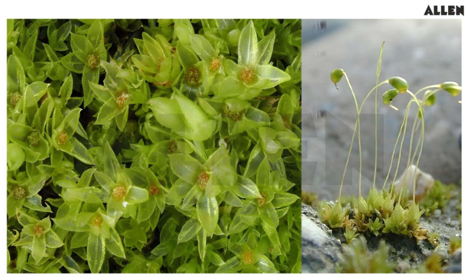 Funaria: Characteristics, Reproduction and Life cycle