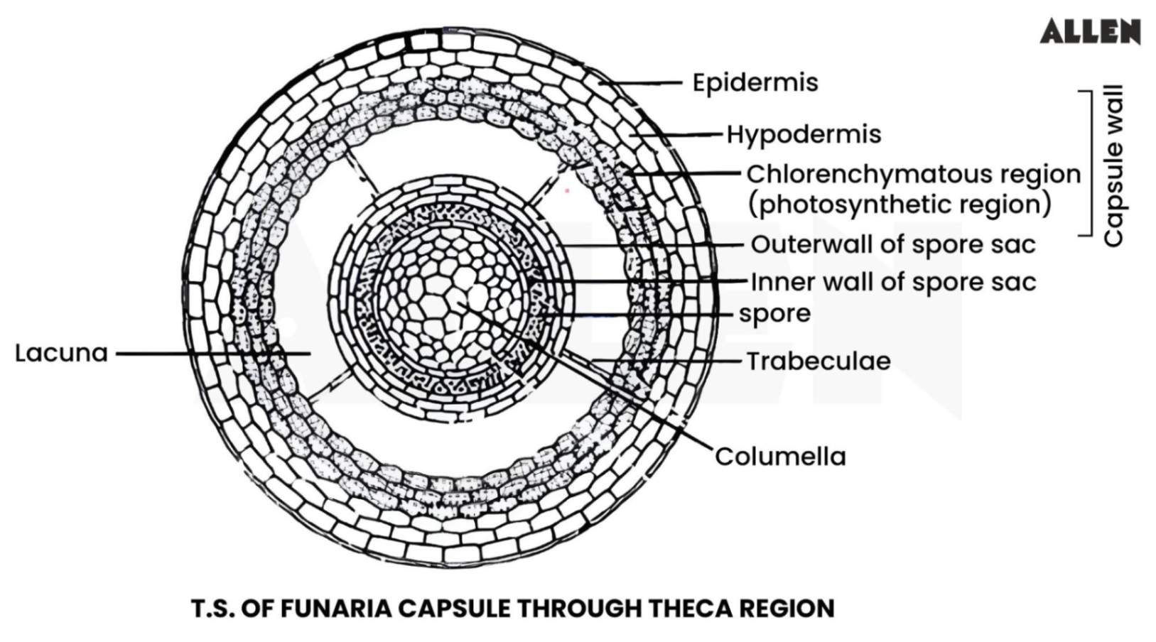 Funaria: Characteristics, Reproduction and Life cycle