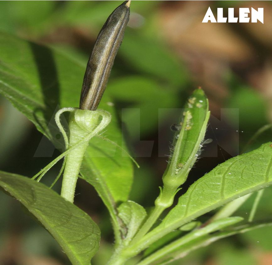 True Fruit, Classification and FAQs