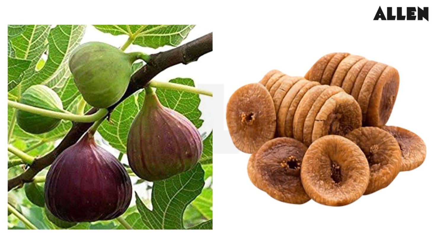 True Fruit, Classification and FAQs