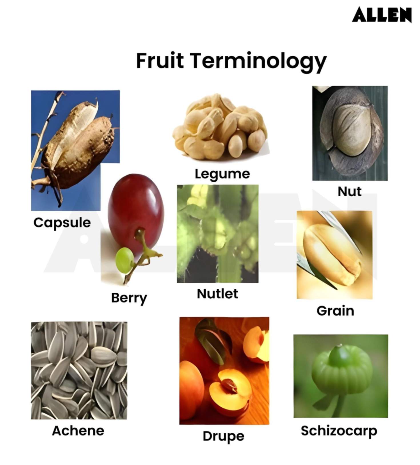 True Fruit, Classification and FAQs