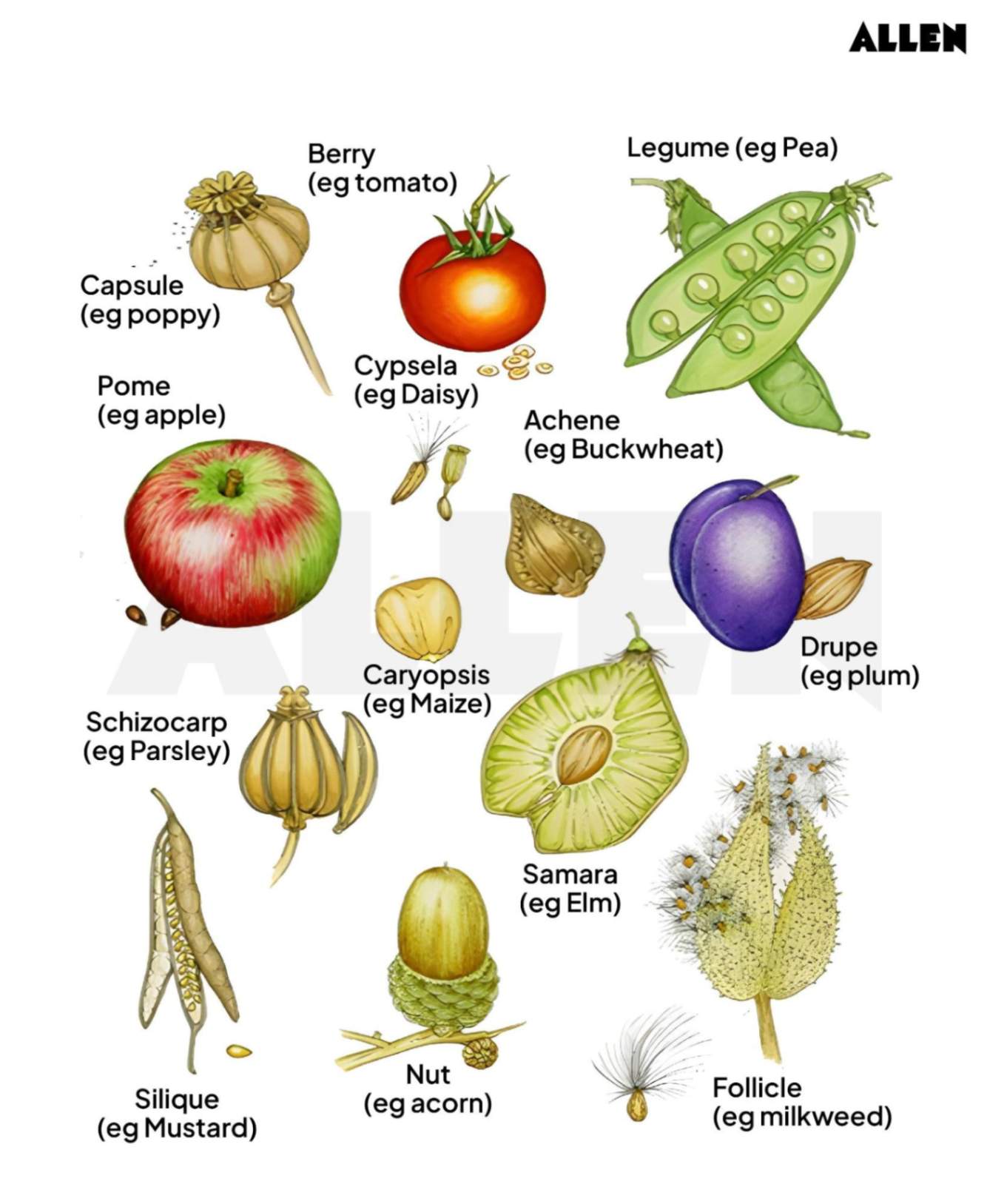 True Fruit, Classification and FAQs