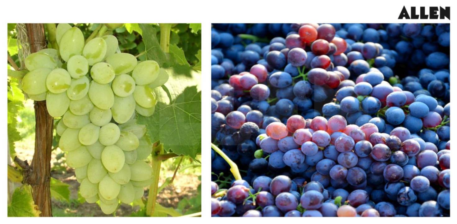 True Fruit, Classification and FAQs