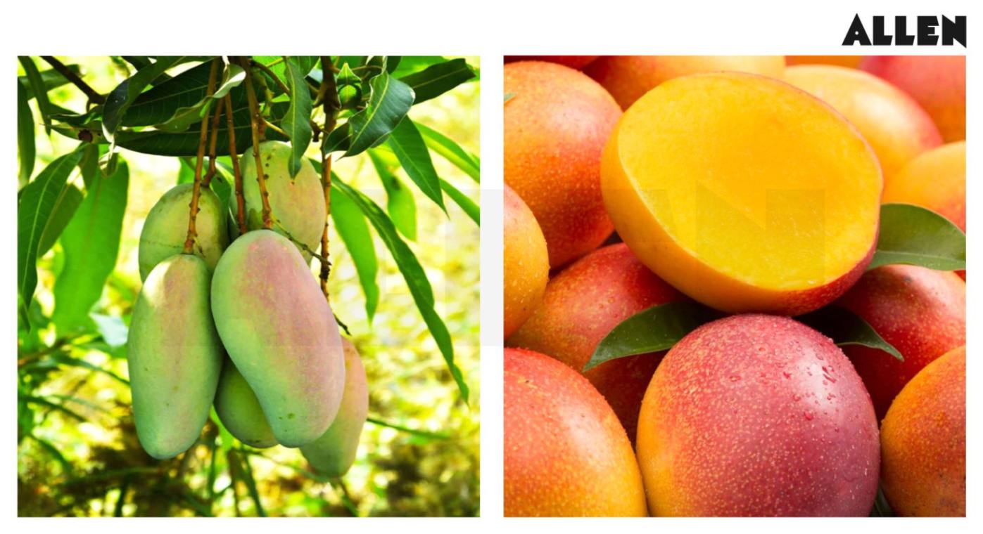 True Fruit, Classification and FAQs