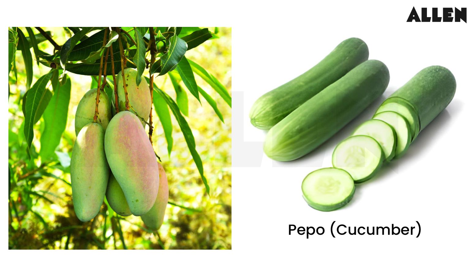 True Fruit, Classification and FAQs