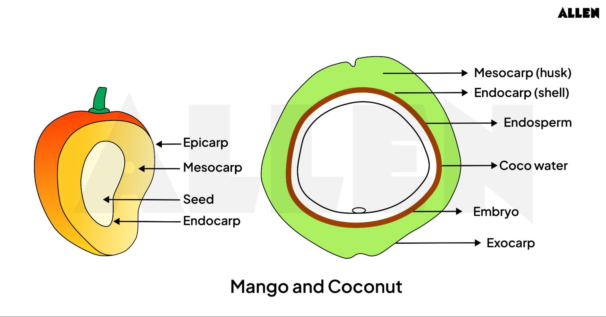 True Fruit, Classification and FAQs