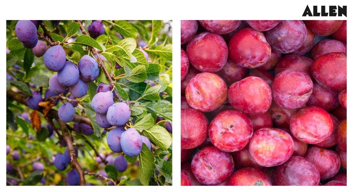 True Fruit, Classification and FAQs