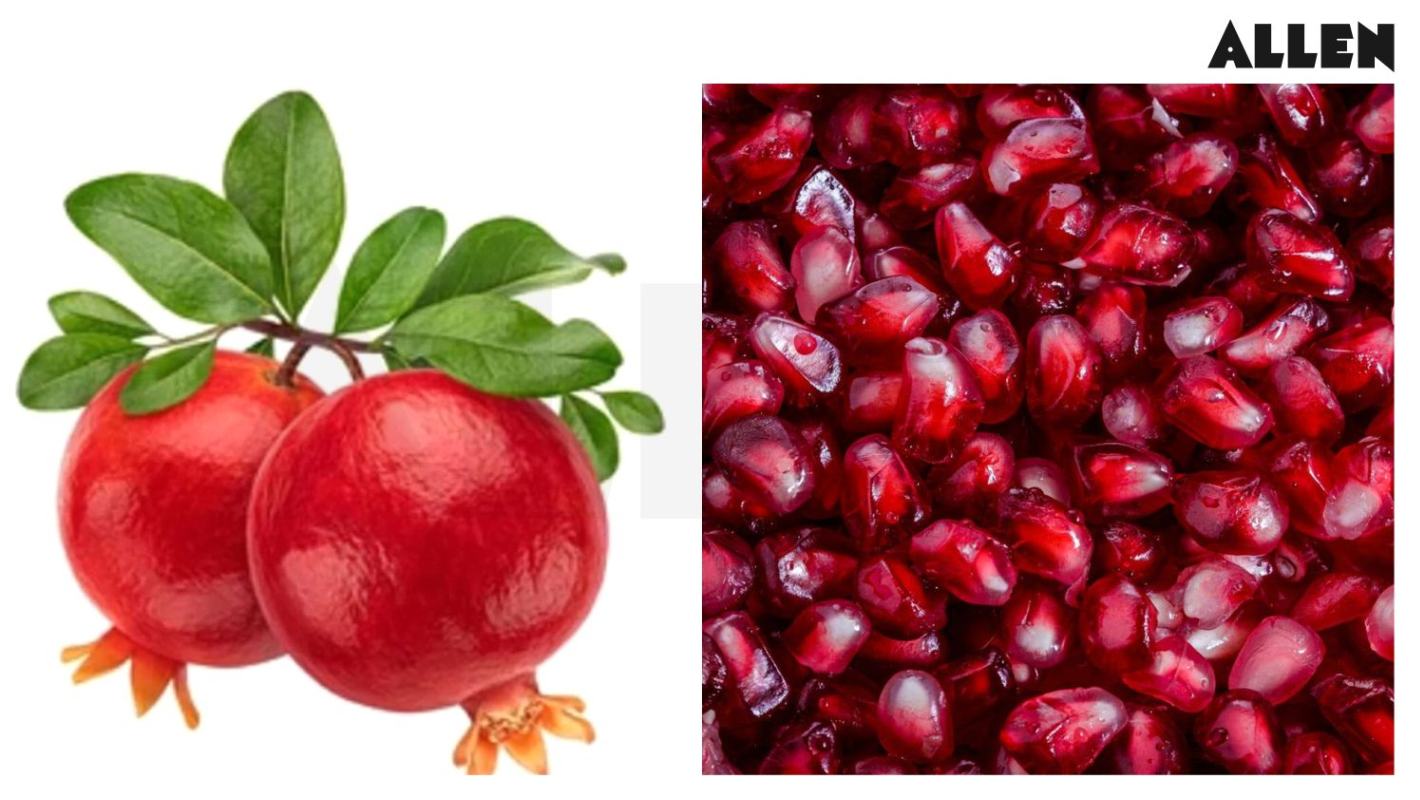 True Fruit, Classification and FAQs