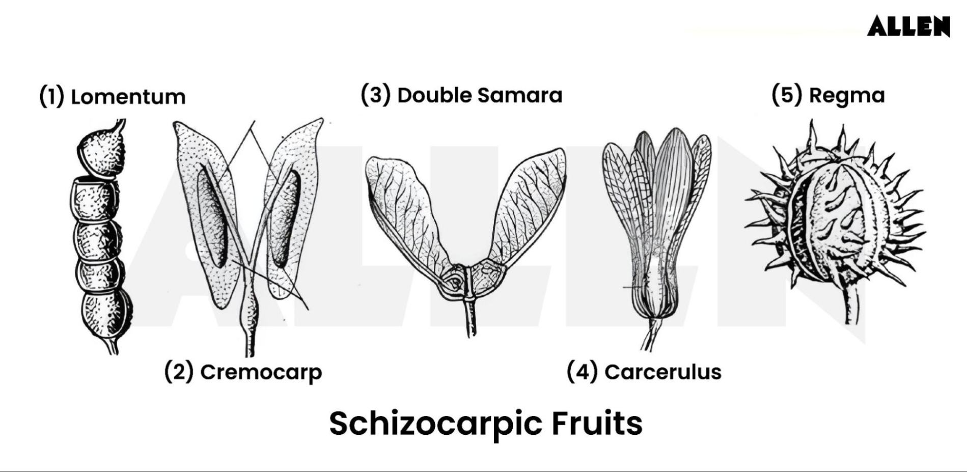 True Fruit, Classification and FAQs
