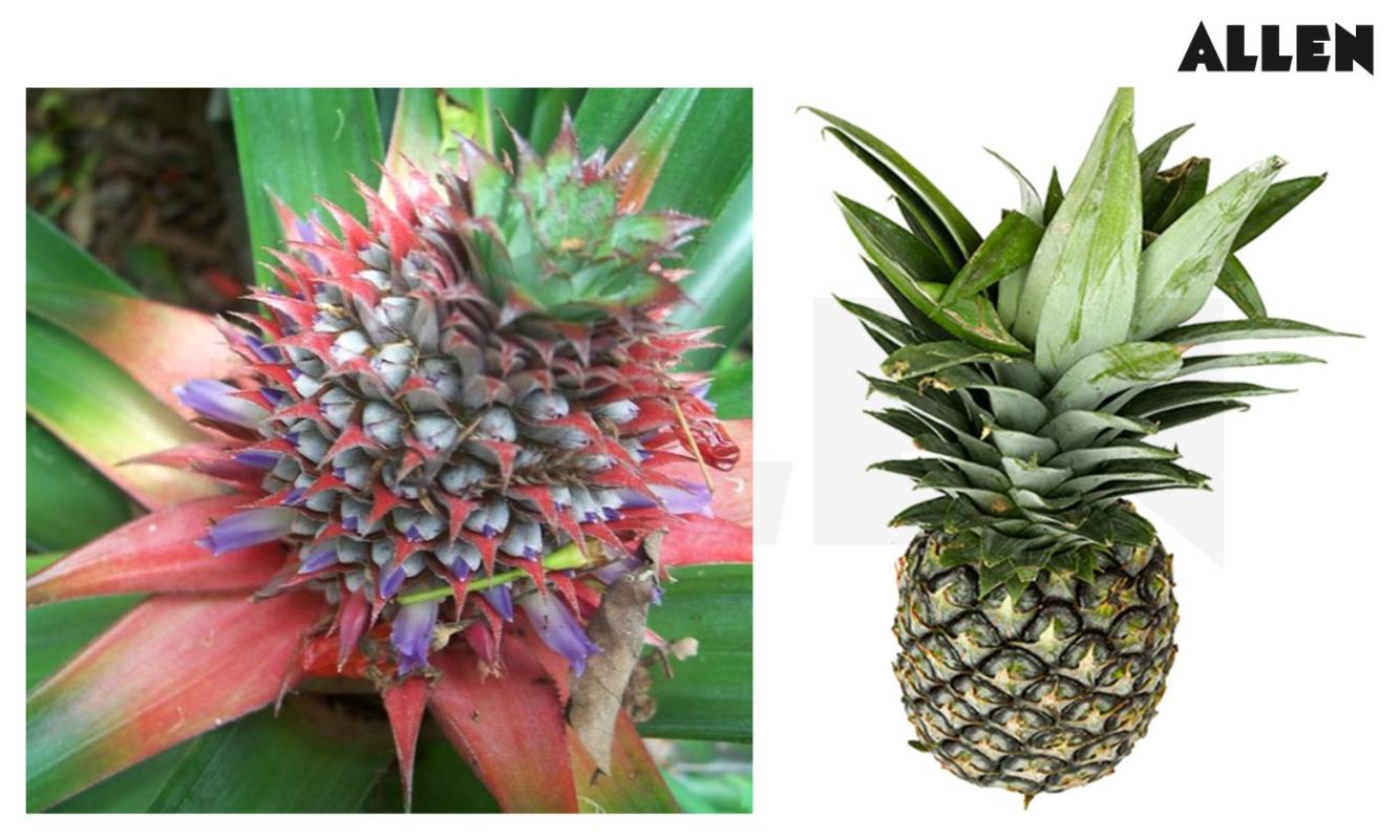 True Fruit, Classification and FAQs