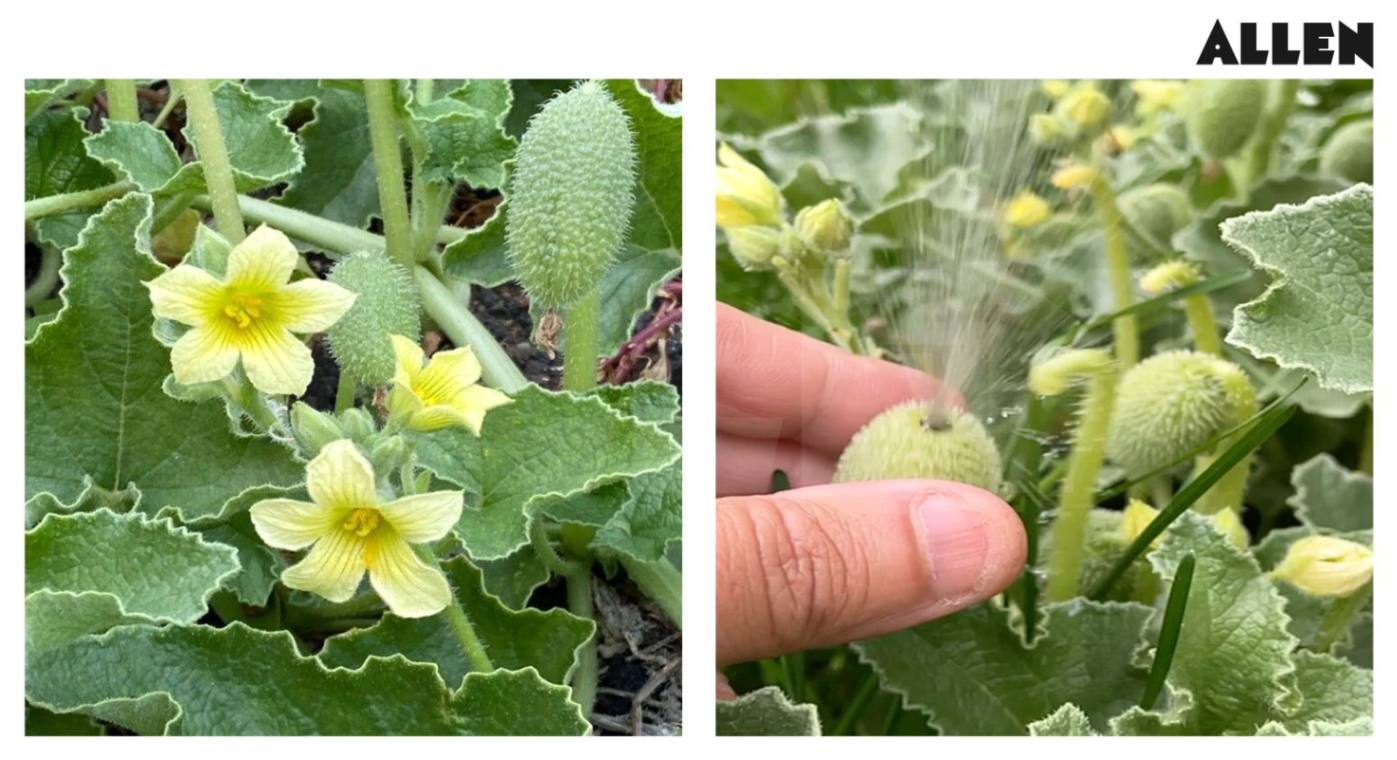 True Fruit, Classification and FAQs