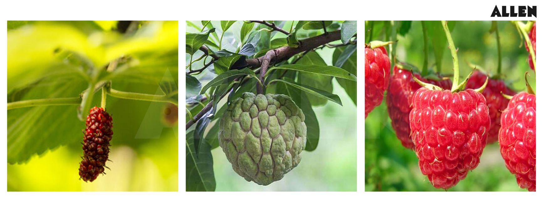 True Fruit, Classification and FAQs
