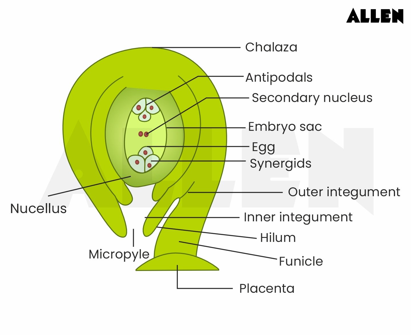 Ovule: Structure, Parts, Location and Types
