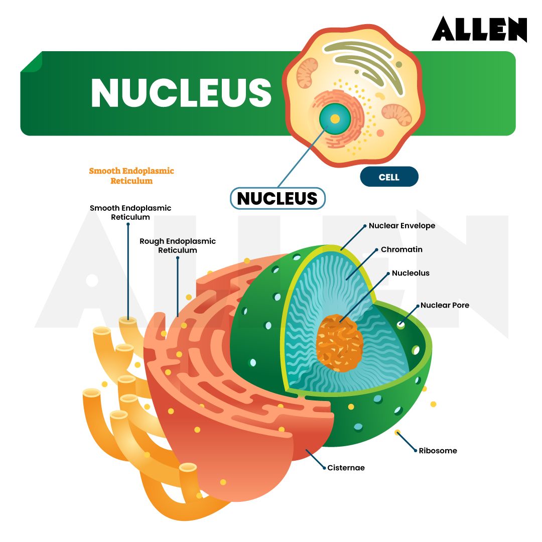 CBSE Notes for Class 9 Science Chapter 5 – Fundamental Unit of Life