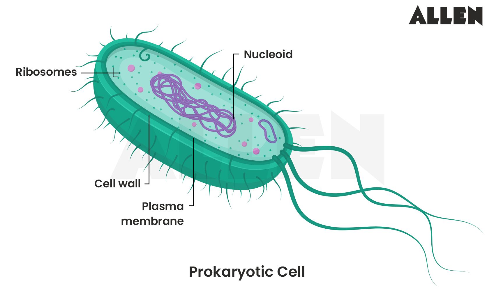 CBSE Notes for Class 9 Science Chapter 5 – Fundamental Unit of Life