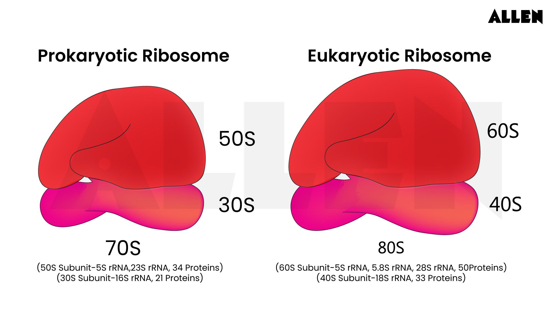 CBSE Notes for Class 9 Science Chapter 5 – Fundamental Unit of Life