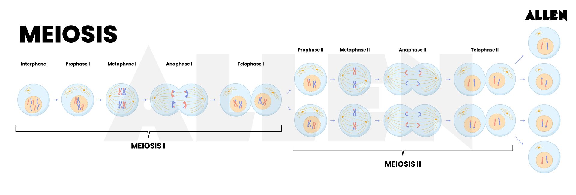 CBSE Notes for Class 9 Science Chapter 5 – Fundamental Unit of Life