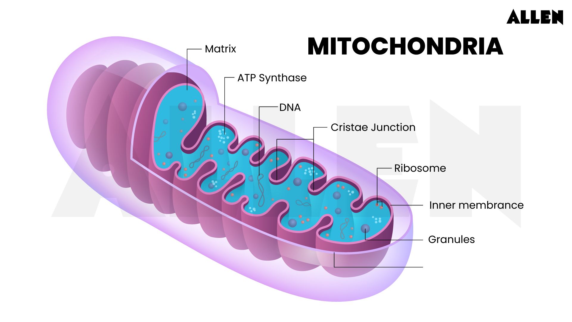 CBSE Notes for Class 9 Science Chapter 5 – Fundamental Unit of Life