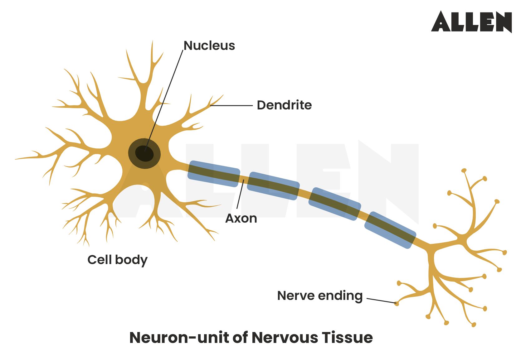 CBSE Notes for Class 9 Science Chapter 6 – Tissue