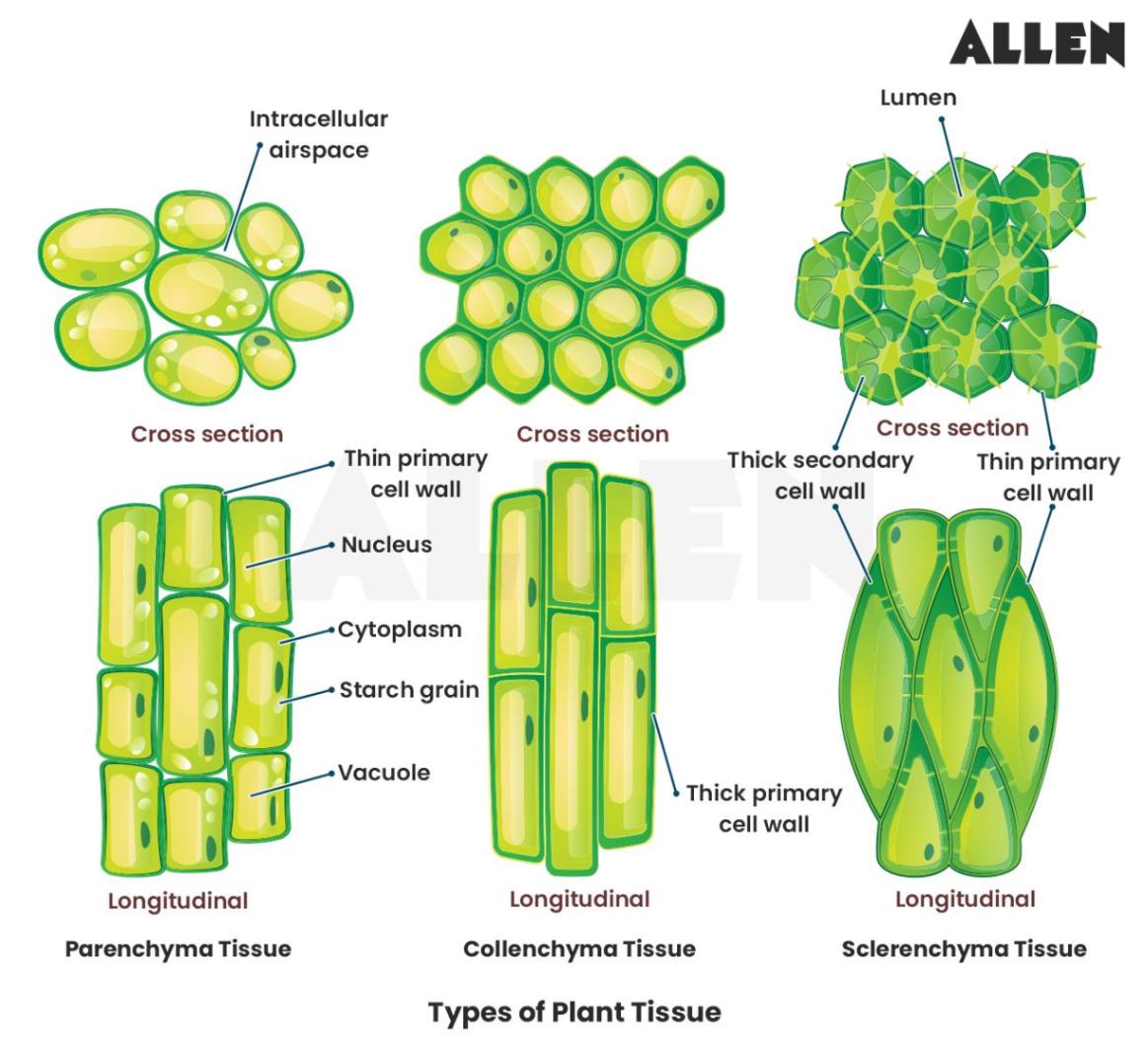 CBSE Notes for Class 9 Science Chapter 6 – Tissue